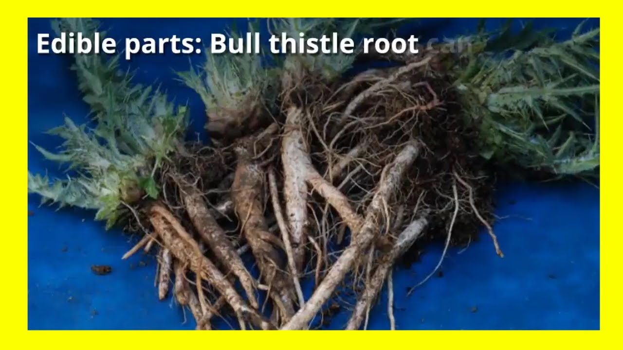 Bull Thistle Identification and Uses - YouTube