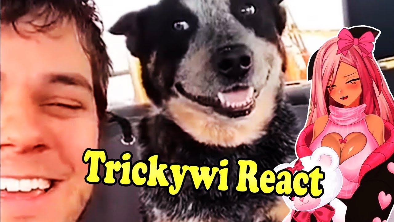 Daily dose of Trickywi | MEMES COMPILATION | Crazy Memes | Try Not to ...