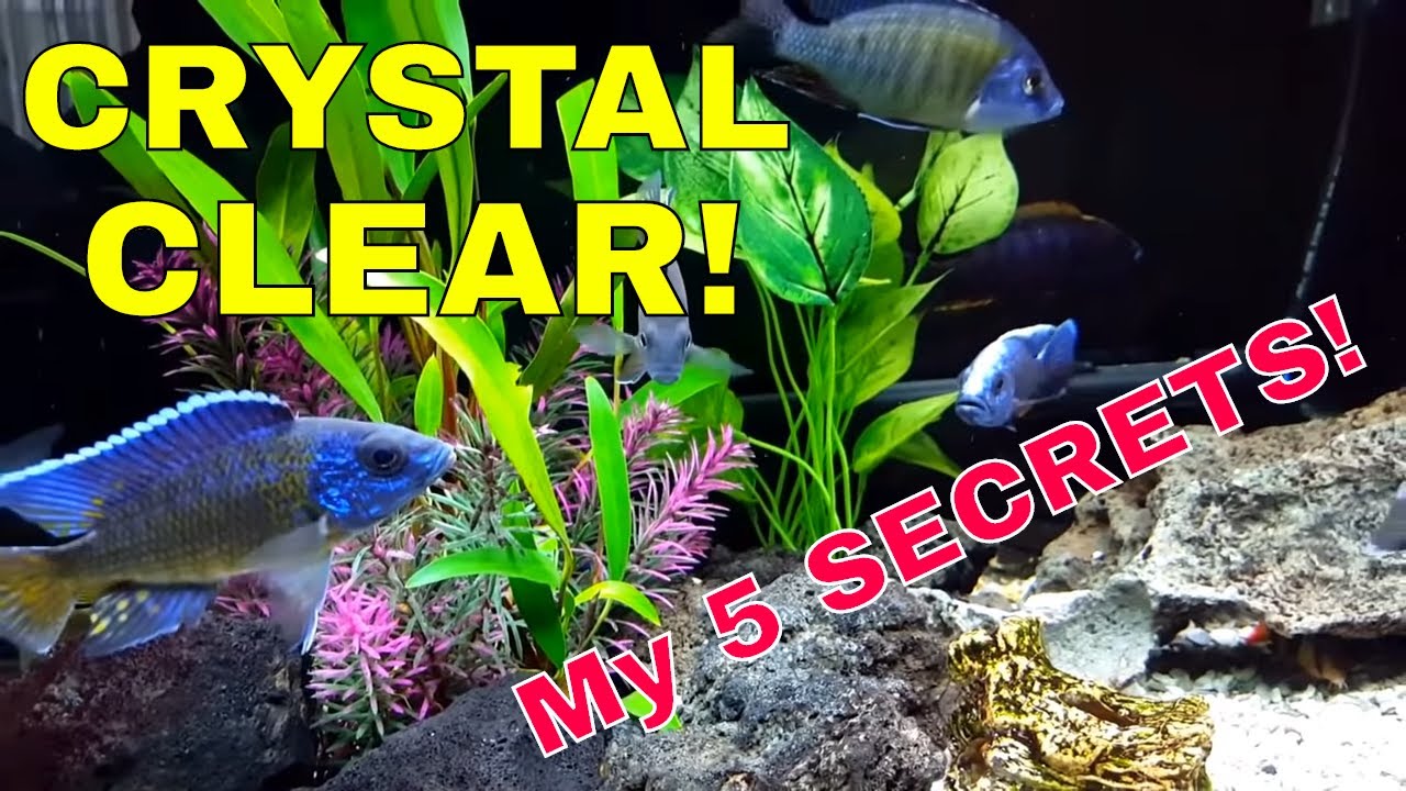 My "Secrets" for Crystal Clear Pristine Aquarium Water [A "Fish ...