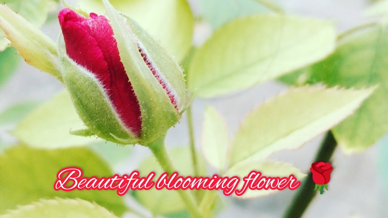 beautiful rose flower with music 🎼- nature scenery - Nature video - YouTube