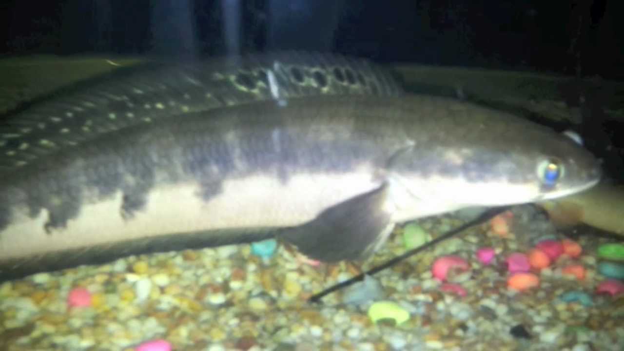 Emperor Snakehead/Giant Snakehead/Peacock Bass/Bichirs - YouTube