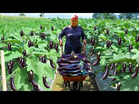 Azerbaycan Köyünde Taze Patlıcan Hasadı CANLI | Patlıcanı 2 Yıl Boyunca Nasıl Taze Tutuyoruz?