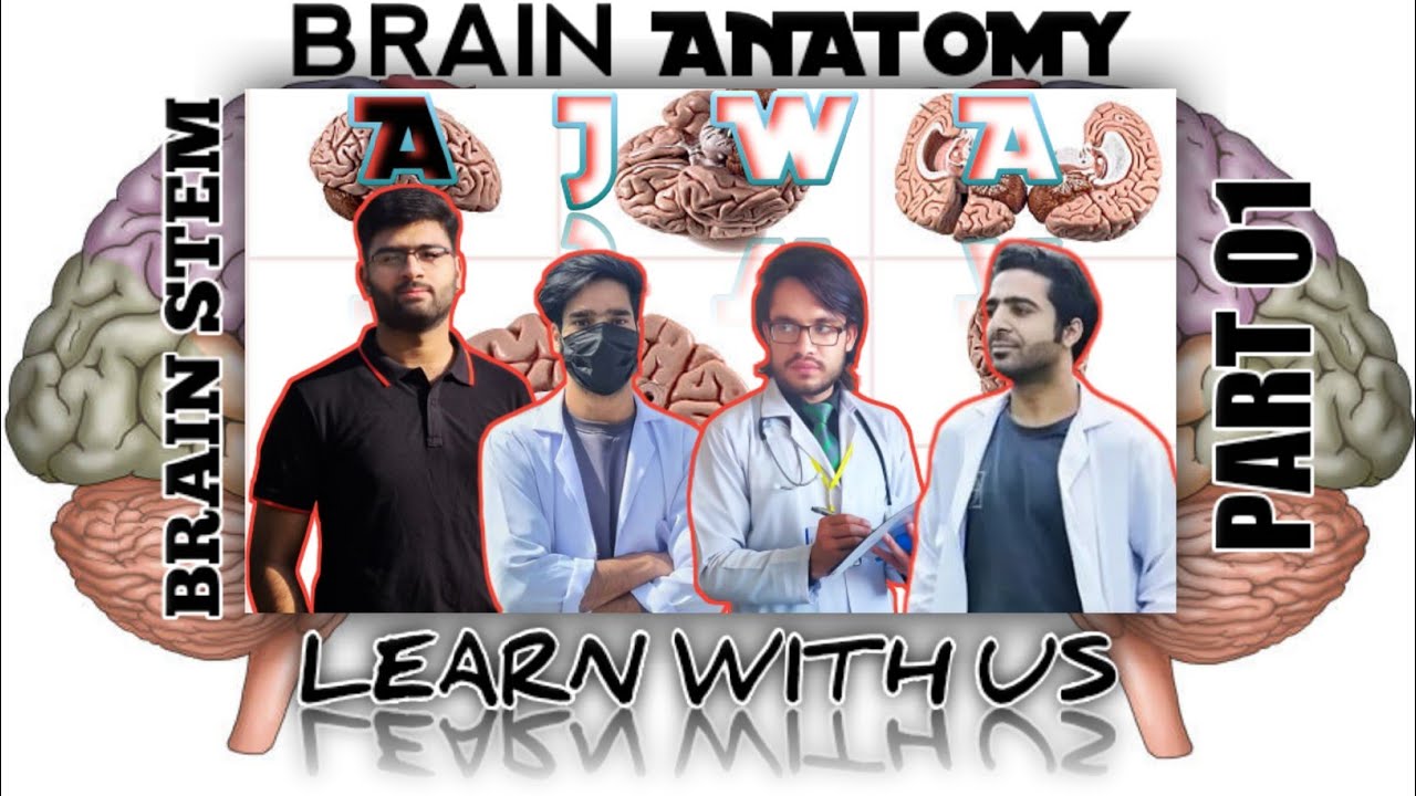 BRAIN STEM 1 MODEL ANATOMY - YouTube