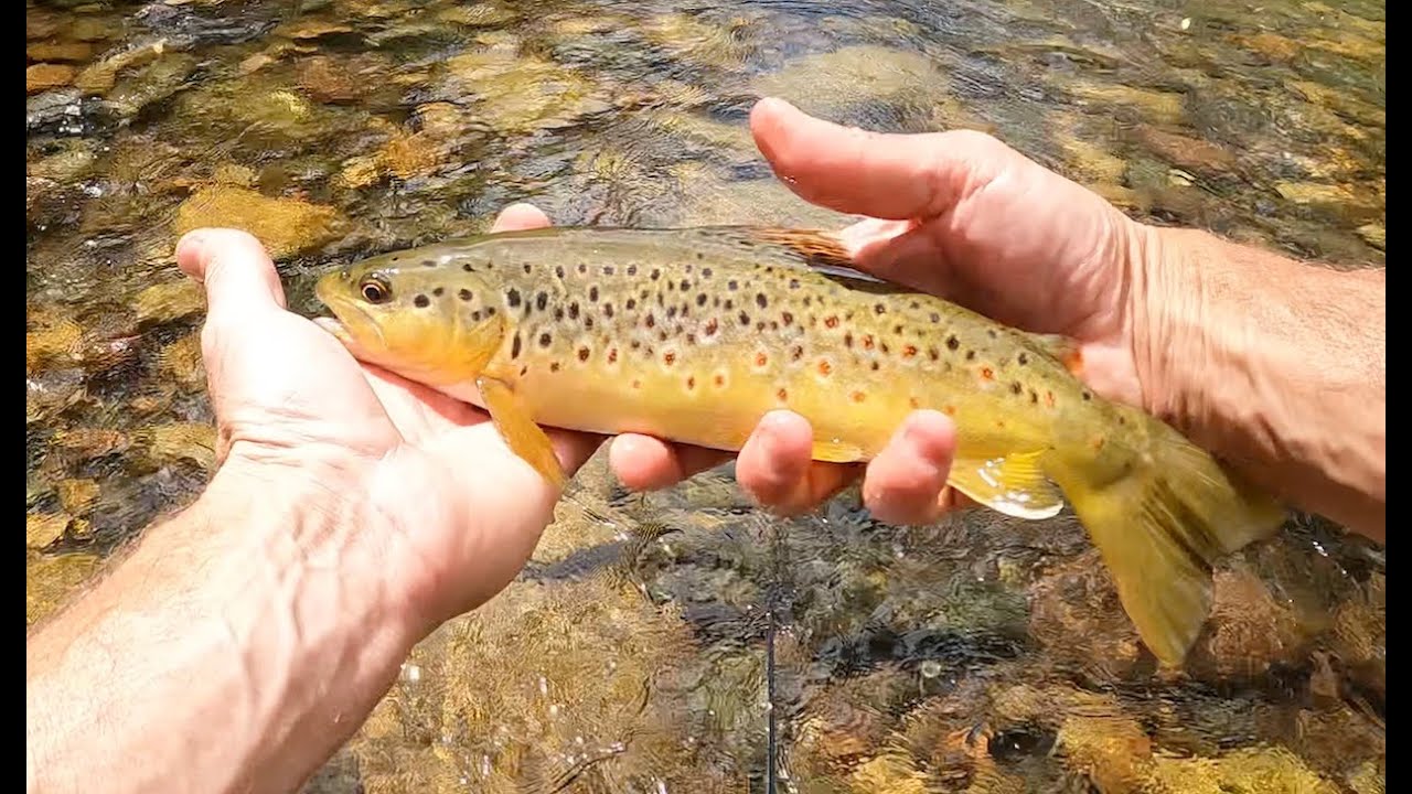 Solo Camping & Fly Fishing VIC High Country - 2 days & 3 rivers #27 ...