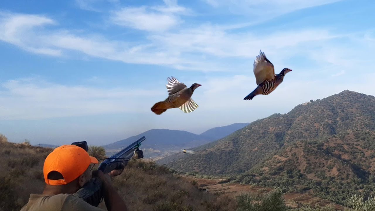 Chasse Perdrix et Lievre 2021-2022 PART 2 - Partridge and Hare Hunting ...