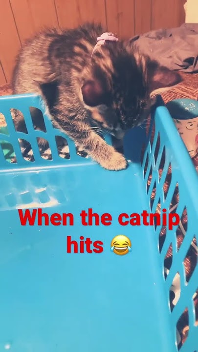When the catnip hits .. it hits hard 😂 - YouTube