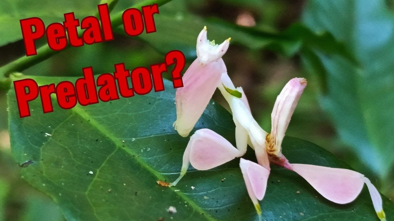 The Biology and Evolution of Orchid Mantises - YouTube