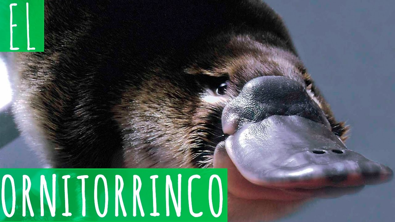 EL ORNITORRINCO - YouTube