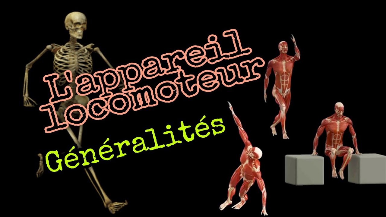 Organisation générale de l'appareil locomoteur - YouTube