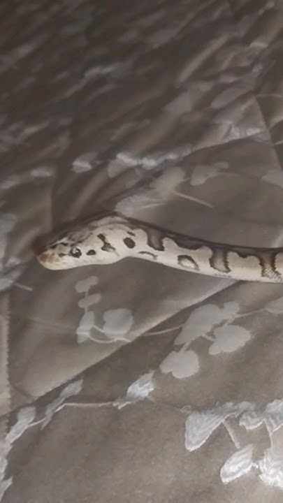 Please don't poop in my bed 😤 #ytshorts #snakes #reptiles #pythons # ...