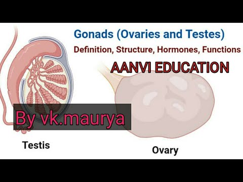 structure of testis and ovary, function and it's hormone by vk Maury a ...