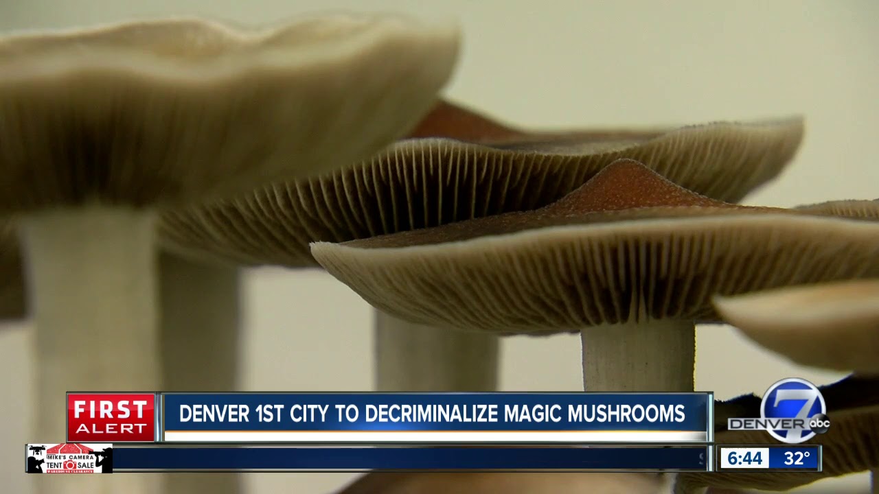 Denver is first city to decriminalize "magic mushrooms" - YouTube