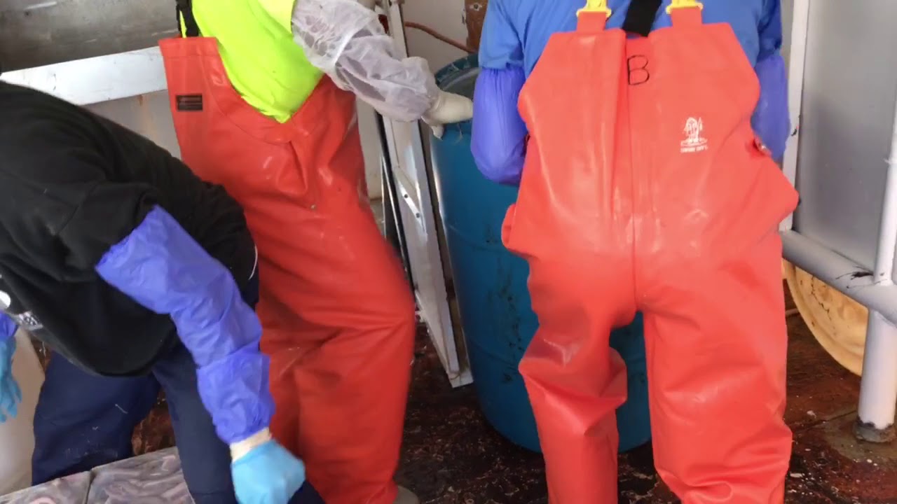 Hagfish, Slime eels fishing Gulf of Maine 2018 pt.#3 - YouTube