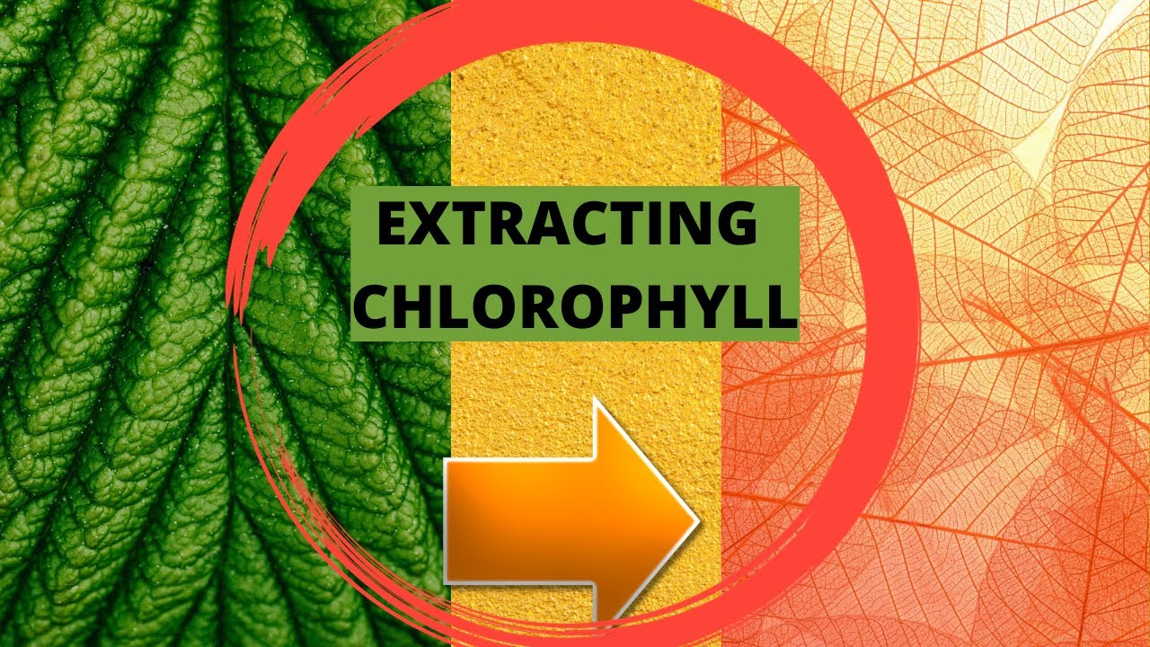 Amazing Science Experiment To Do At Home | Extracting Chlorophyll| Main ...