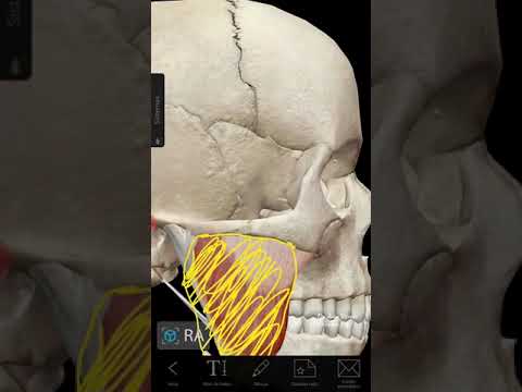Músculo Masetero - Anatomía - YouTube
