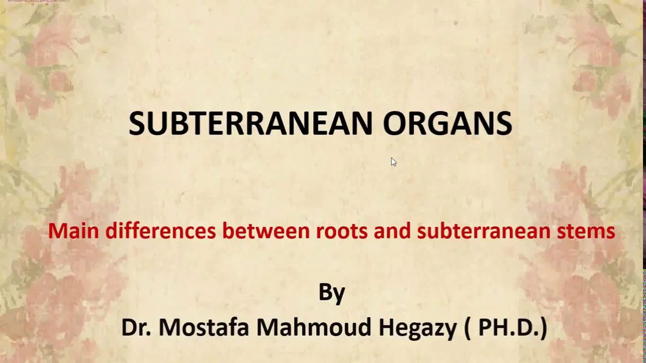 Main differences between roots and subterranean stems - YouTube