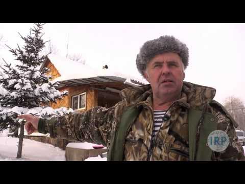 The Last Hardwoods: Illegal logging in Russia