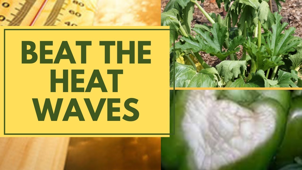 SUMMER HEAT:Protect plants with this 4-prong strategy- and which plants ...