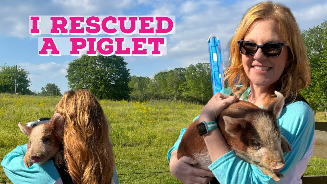 I Got A Call From The Animal Shelter To Rescue A Piglet - YouTube