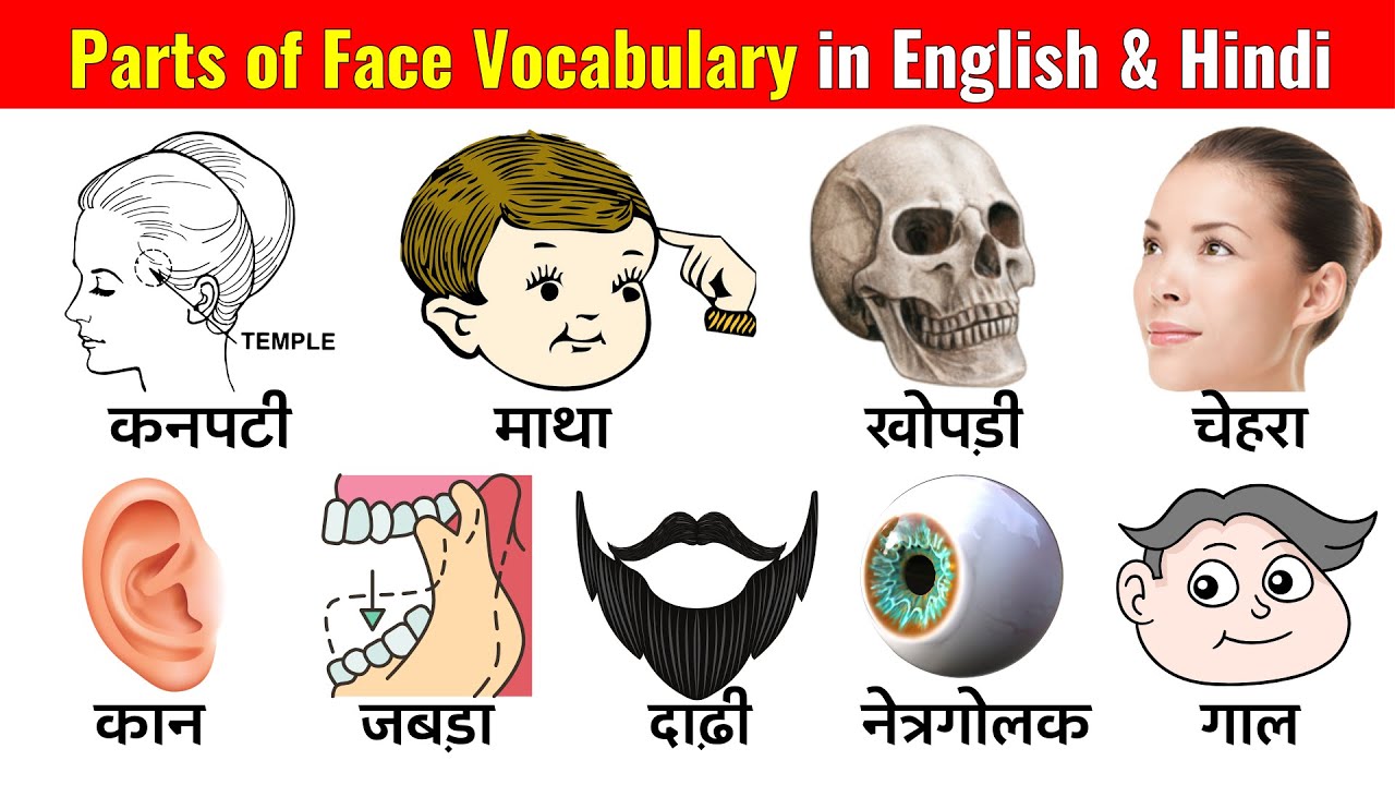 Parts of face vocabulary | Parts of Face vocabulary in English & hindi ...