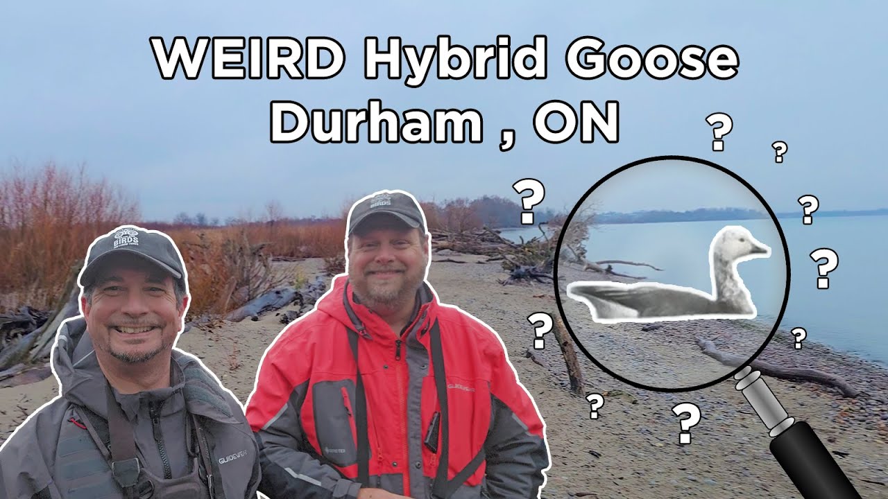 WEIRD Hybrid Goose in Durham Region - YouTube