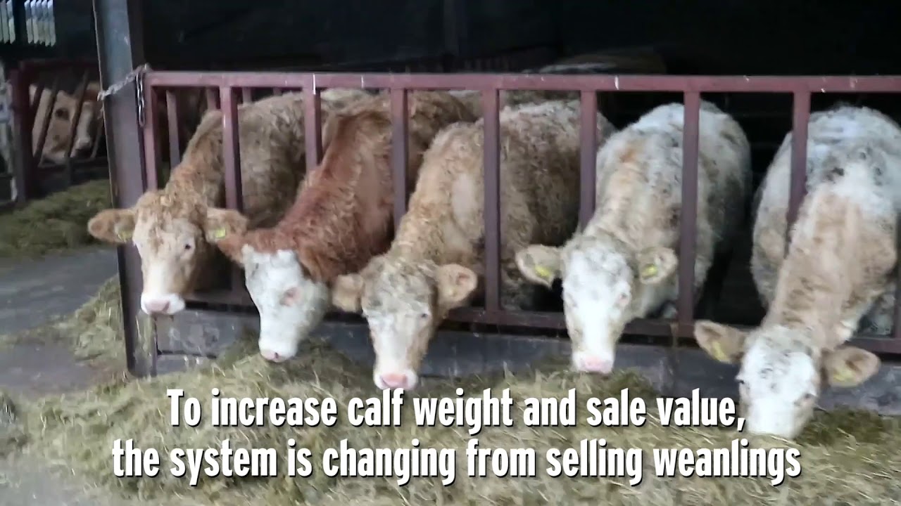 NI BETTER farmer: Barry Carty, Garrison, Co Fermanagh - YouTube