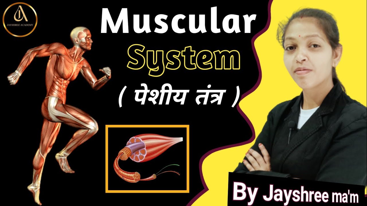 muscular system | human muscles system | types of muscles - YouTube