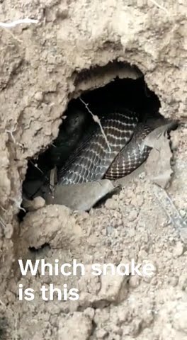 guess the snake #snake #shorts - YouTube