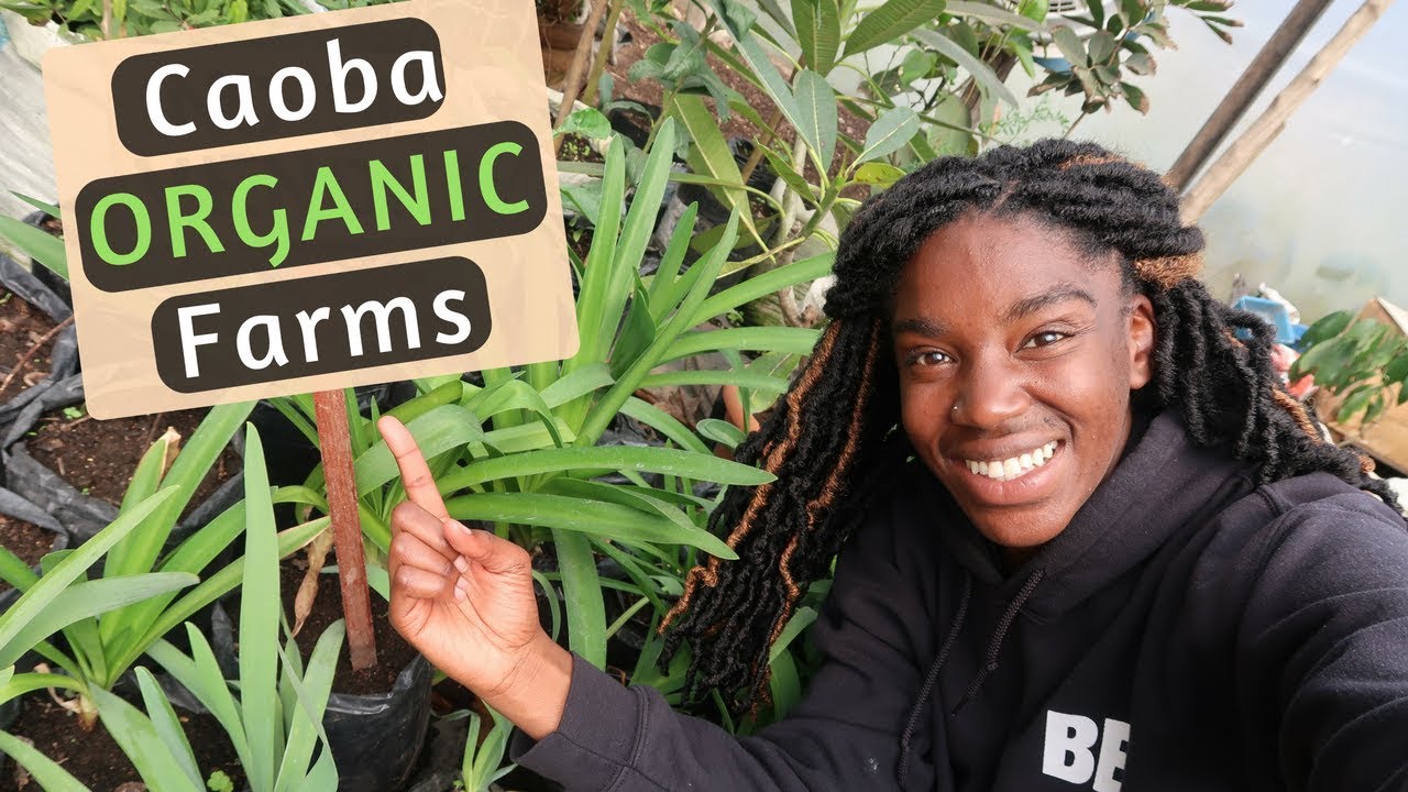 Caoba Organic Farms | Antigua, Guatemala - YouTube