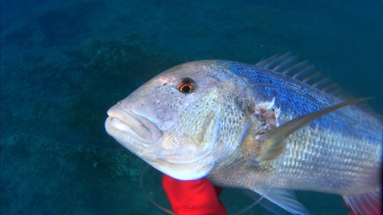🔱 Για Σκάρους Πήγα Και Ηρθε Το Θηριο!! 🤙( 4m) Shallow Spearfishing A ...