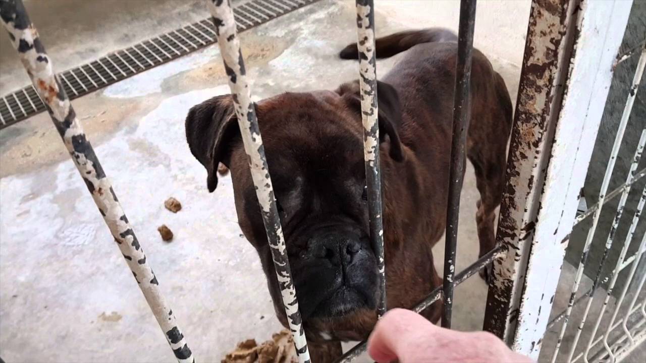 Please Help Us to Help Them VALENCIA PERRERA DOGS 29 April 2016 - YouTube