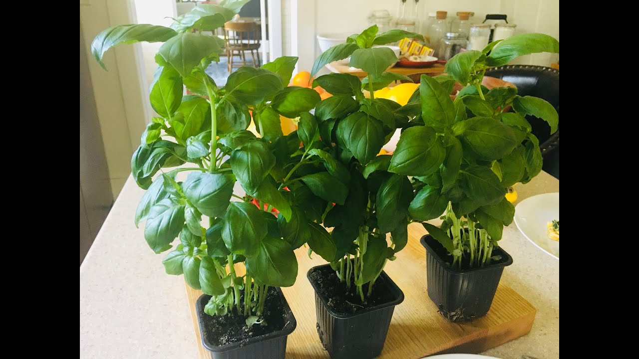 Getting the Most Use From Store Bought Basil| Essential Kitchen Herbs ...