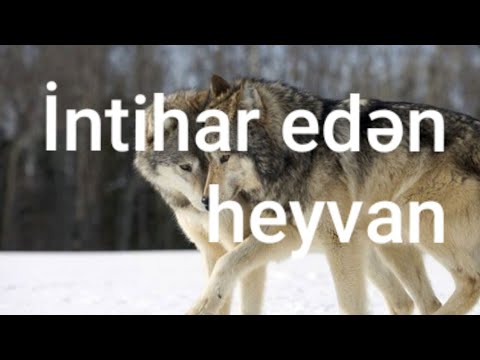 Ən qürurlu heyvan haqqında 27 bilinməyən fakt - YouTube