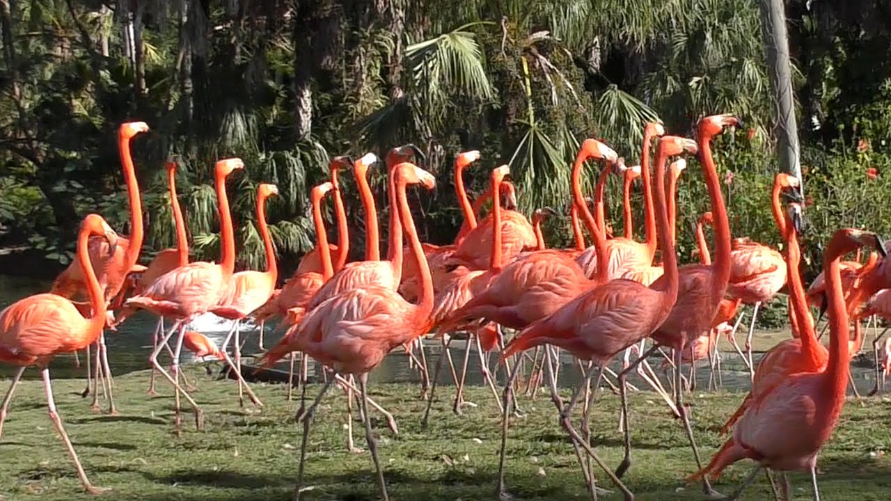 Flamingo March FYV - YouTube