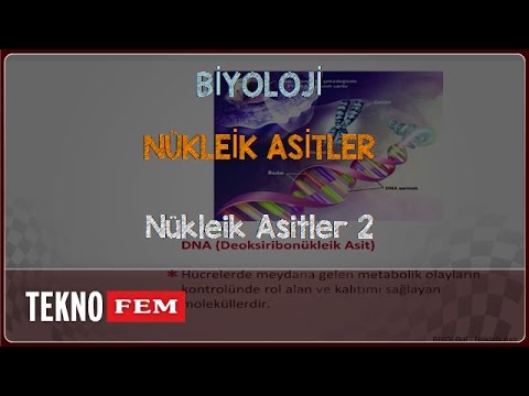 YGS-LYS BİYOLOJİ - Nükleik Asitler 2