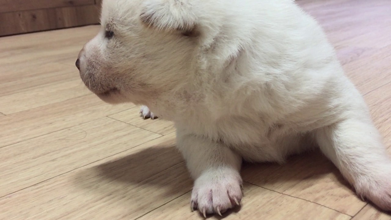 아기 진돗개 강아지 #2 korea jindo dog baby puppy 걷기 walking - YouTube