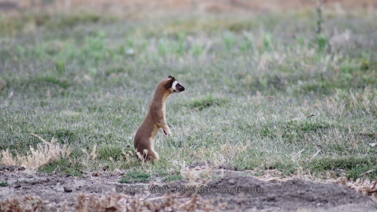 Weasel Hunt - YouTube