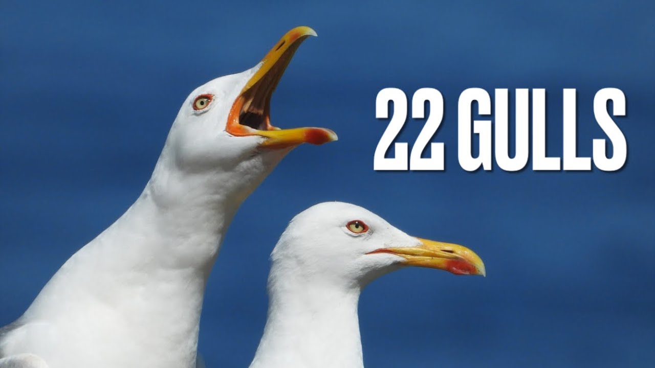 Great White Gulls and their long calls (22 gull species) - YouTube