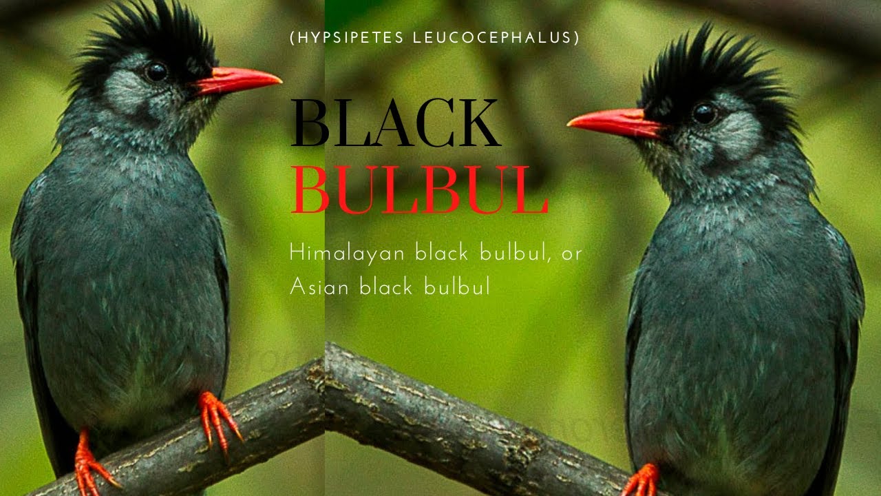 Black Bulbul or Himalayan black bulbul or Asian black bulbul - Food ...