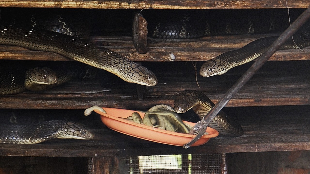 Feeding Snakes to Cannibal Cobras: Inside Vietnam’s Deadliest Snake ...