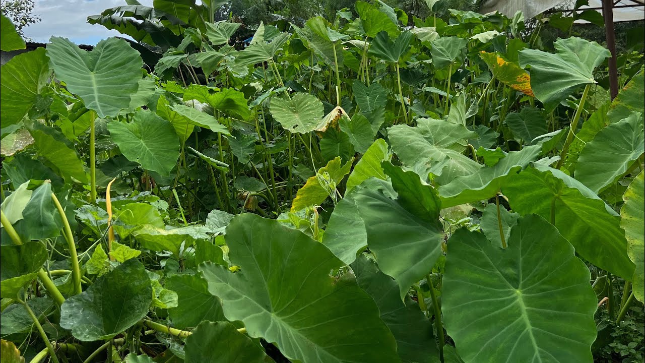 फुपू दिदिको घरमा जाडोको लागि कर्कलो बाटेर सुकाउने तरिका Drying Taro ...