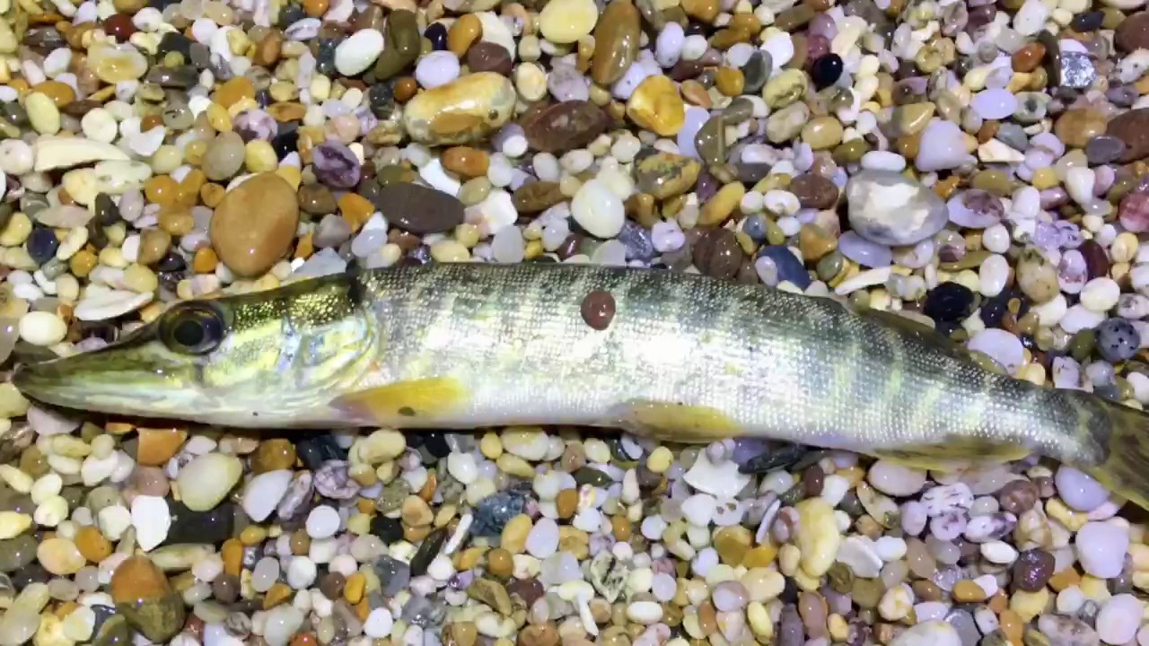 SEA-PIKE RESCUE MISSION - YouTube
