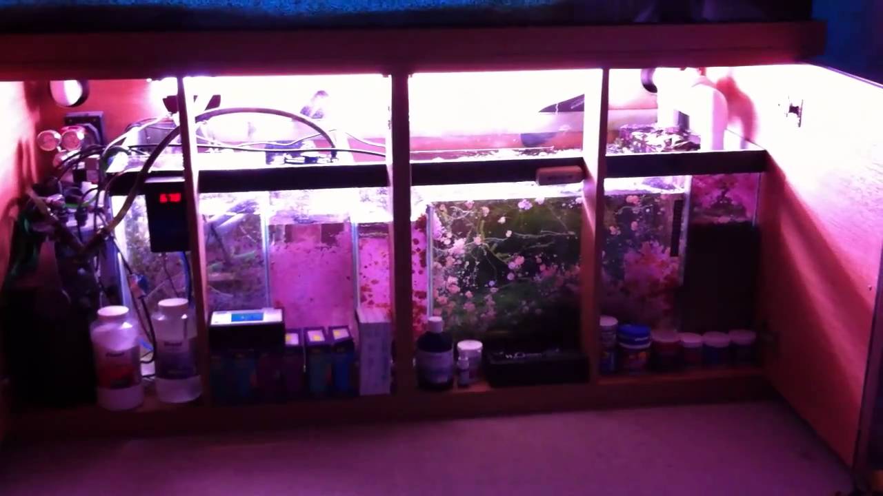 ECOSYSTEMS MIRACLE MUD SUMP Set up 12 months old - YouTube