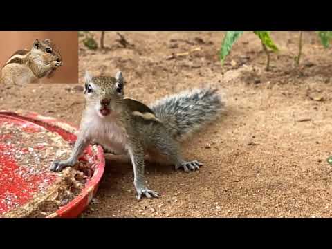 beaver, chipmunk, monkey, animal sounds, animals #beavers #chipmunk # ...
