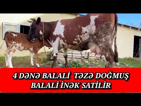 4 DƏNƏ BALALİ  TƏZƏ DOĞMUŞ BALALİ İNƏK SATİLDİ