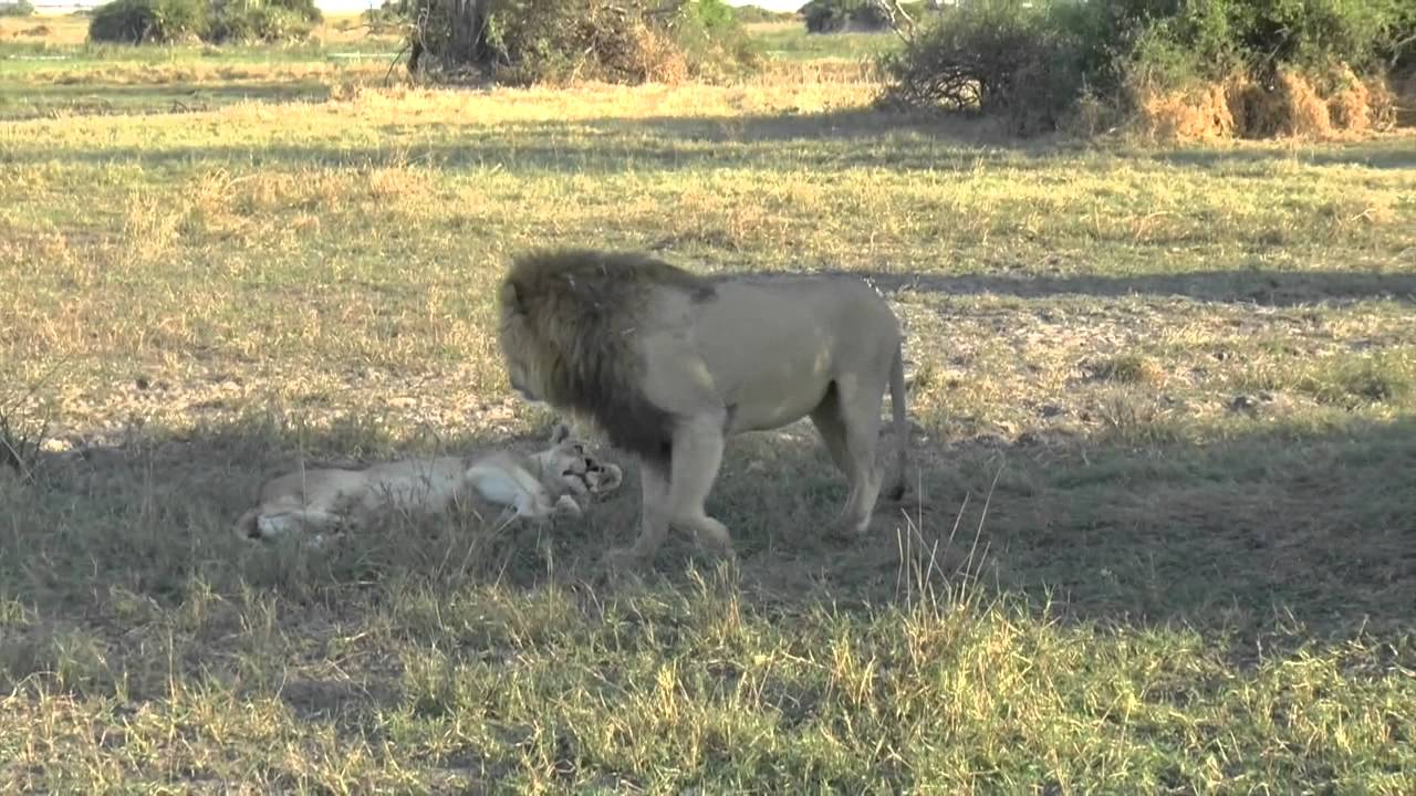Duba Lion sex 12014 8 18 Day 5 - YouTube