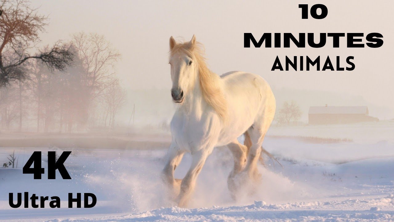 10 minute timer with animals | relaxing music tuneone - YouTube