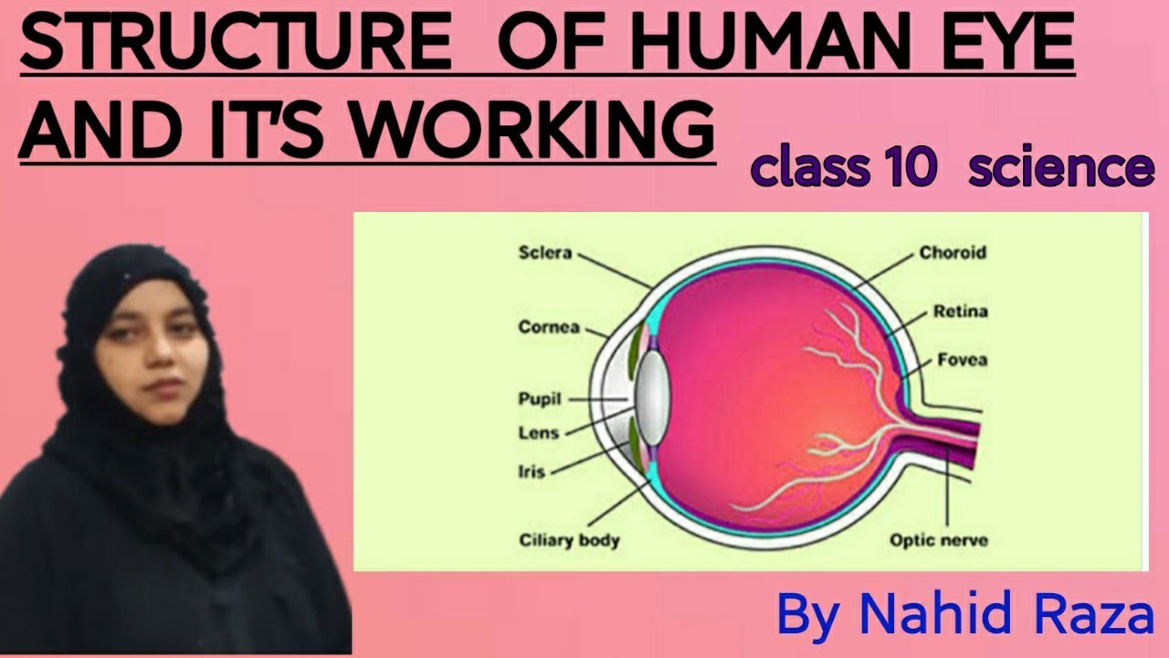 #STRUCTURE_OF_HUMAN_EYE #HUMAN_EYE_AND_THE_COLOURFUL_WORLD #CLASS_10 ...