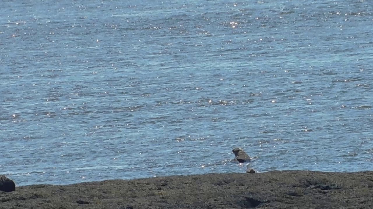 Seal/Shout out for channel: Fenn Fam - YouTube