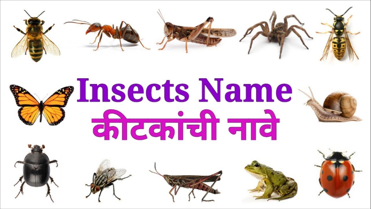 Insects Name in English and Marathi/कीटकांची नावे - YouTube
